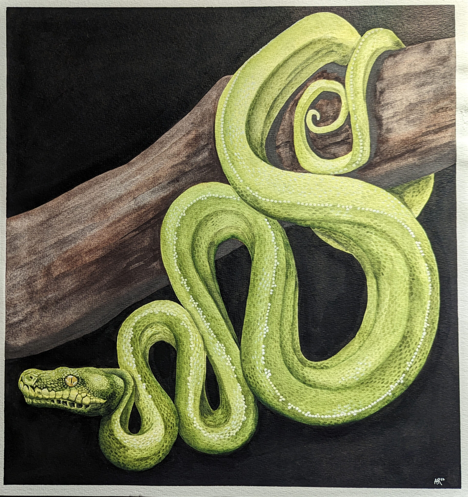 Watercolor – Illustrum Natura